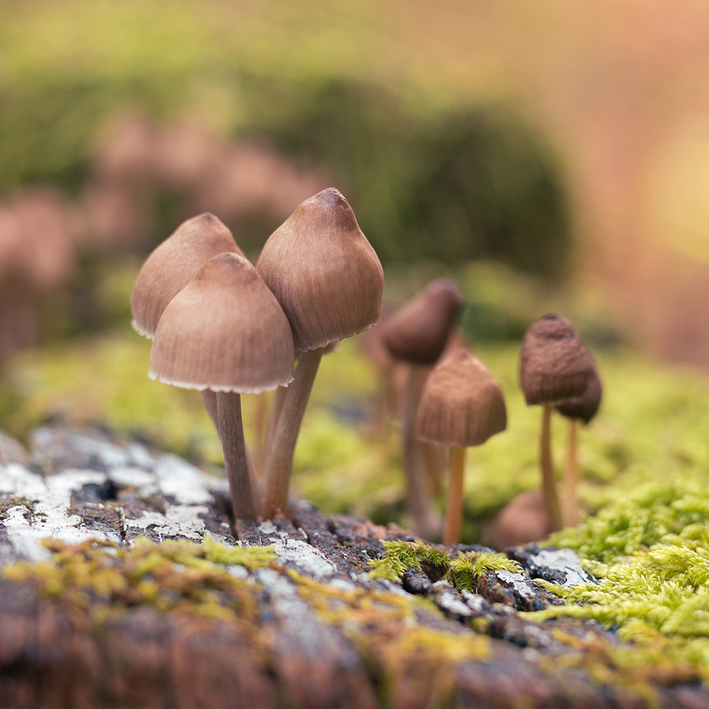 Psilocybin and Neuroplasticity – Otherworld Well
