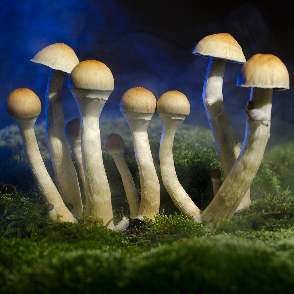 Intensive: Psychedelics and the Rewilding of the Spirit – Otherworld Well