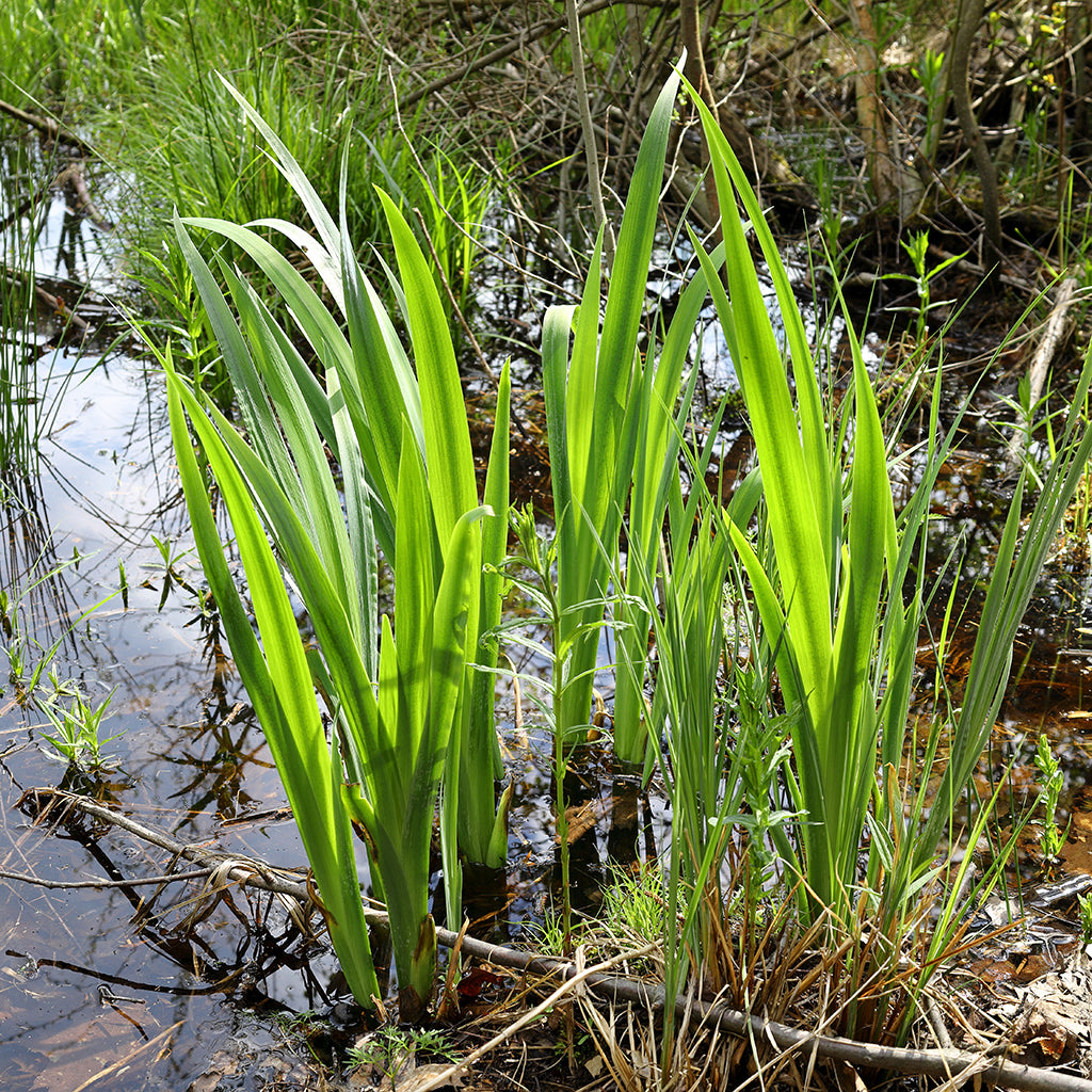 Calamus – Otherworld Well