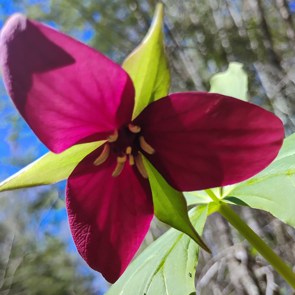 Spring Ephemerals – Otherworld Well